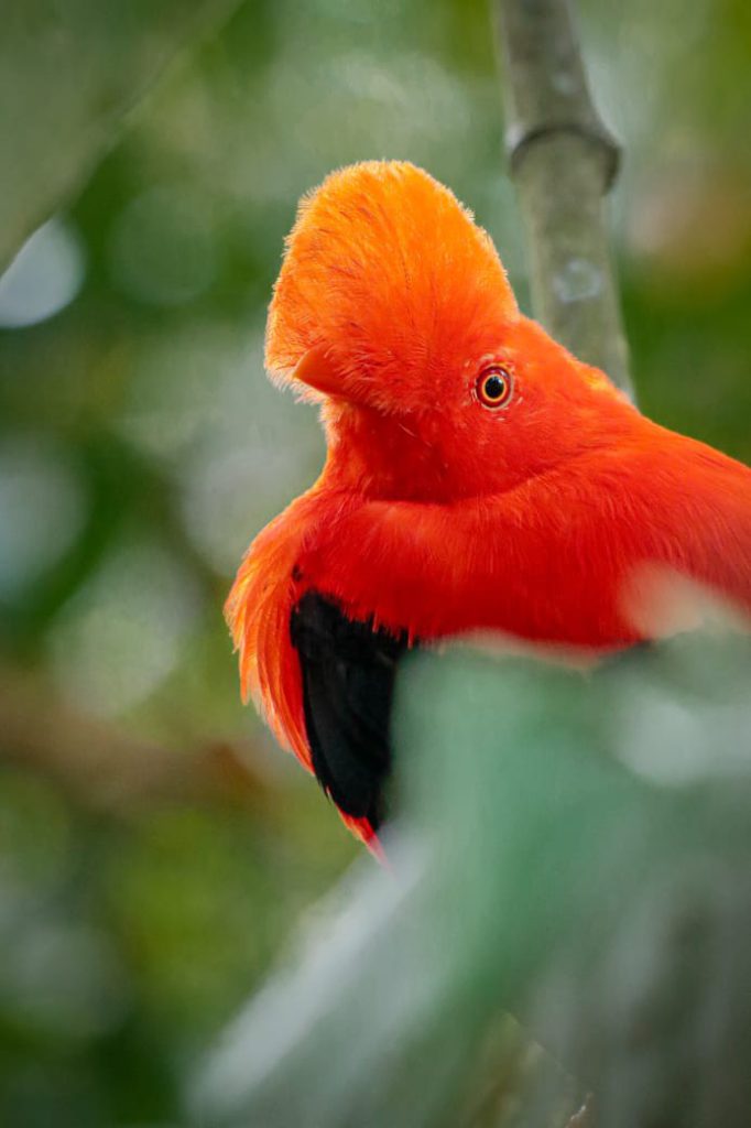 Colombians Endemics and Near-Endemics Birding Tour - Manakin Nature Tours