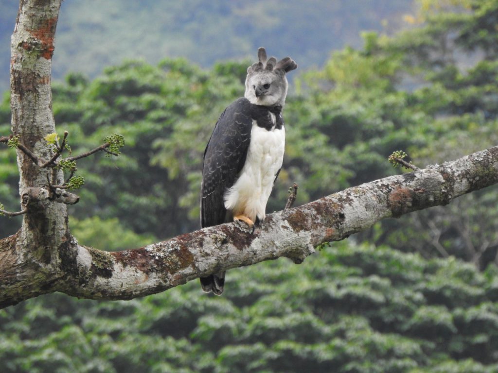 I SAVE THE HARPY EAGLE, Tourism, Community and Conservation - COLOMBIA ...
