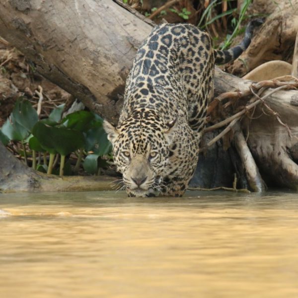 Colombia The Country of Biodiversity - World Animal Day - Manakin ...