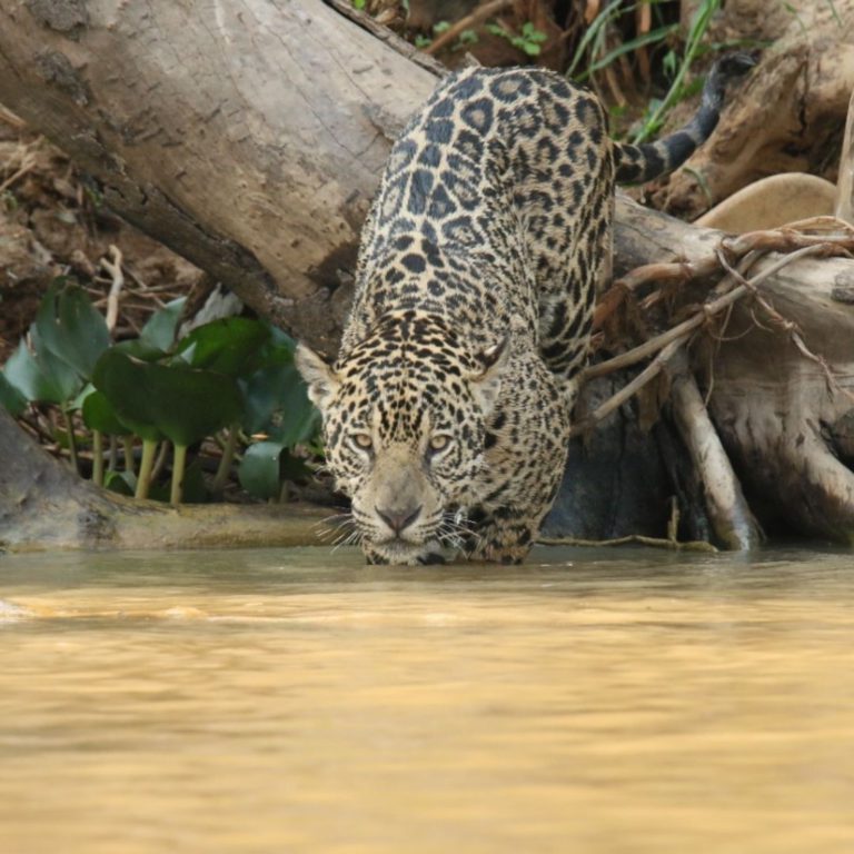 Colombia The Country of Biodiversity - World Animal Day - Manakin ...