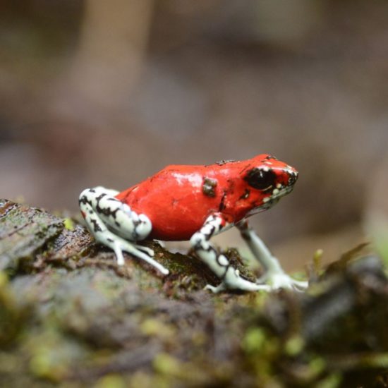 Colombia The Country of Biodiversity - World Animal Day - Manakin ...