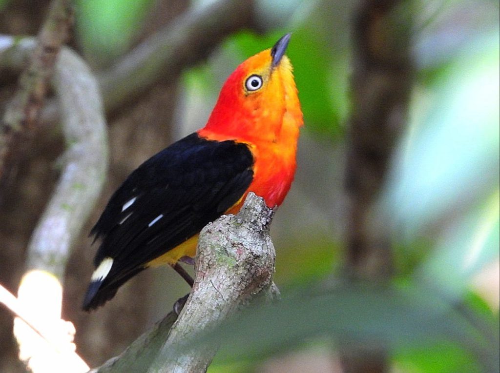 TRIP REPORT - BRAZIL "Land of Biodiversity" - Manakin Nature Tours