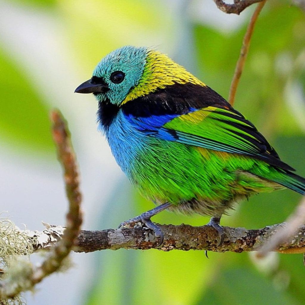 TRIP REPORT - BRAZIL "Land of Biodiversity" - Manakin Nature Tours