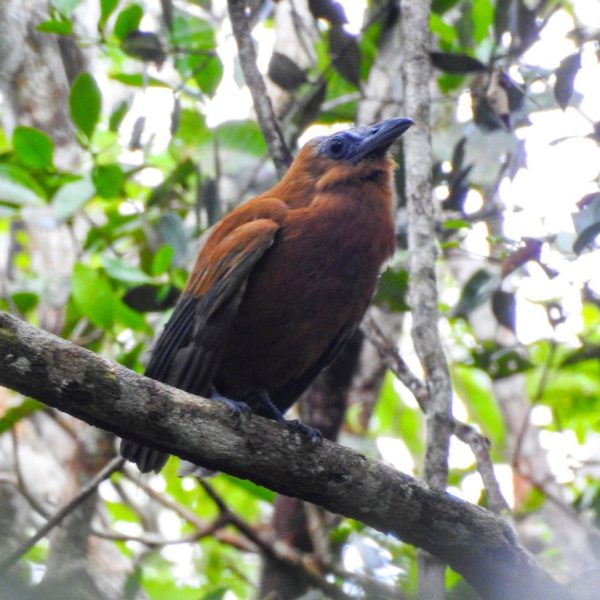 Inírida - This is one of the newest world-class birding destinations in ...