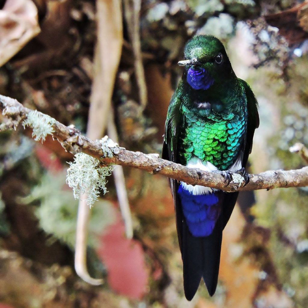 Central and Eastern Andes - a jewel for biodiversity - Manakin Nature Tours