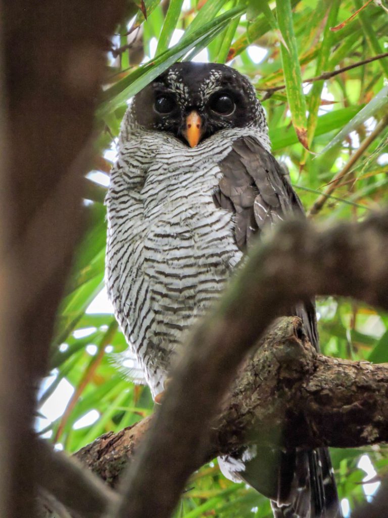 The Owls of Colombia - International Owl Awareness Day - Manakin Nature ...