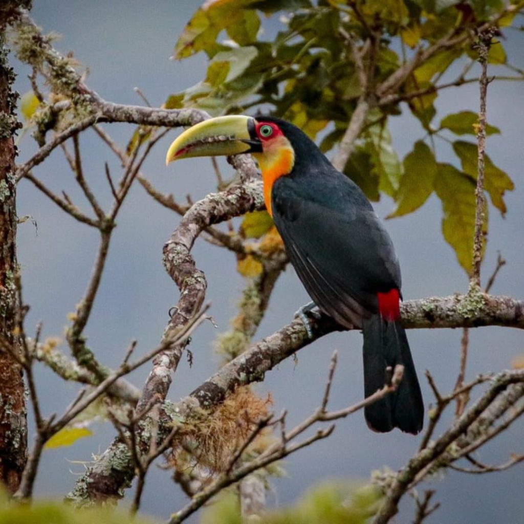 20 Days, Three Ecosystems (Atlantic Forest, Cerrado And Pantanal) And ...