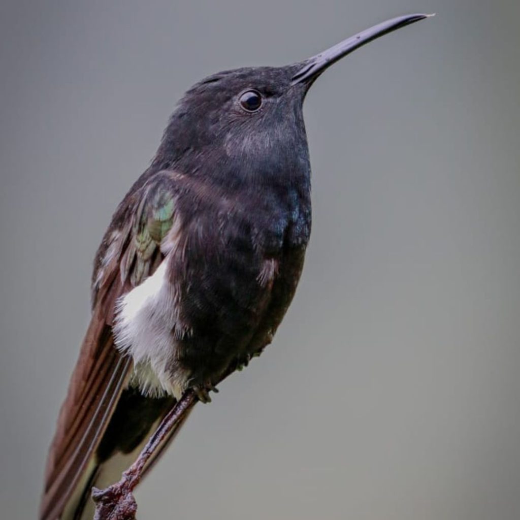 20 Days, Three Ecosystems (Atlantic Forest, Cerrado And Pantanal) And ...