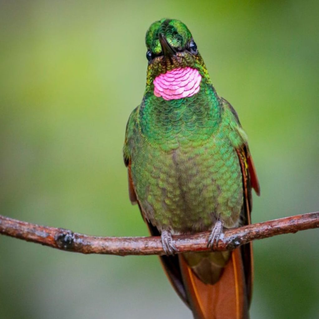 20 Days, Three Ecosystems (Atlantic Forest, Cerrado And Pantanal) And ...