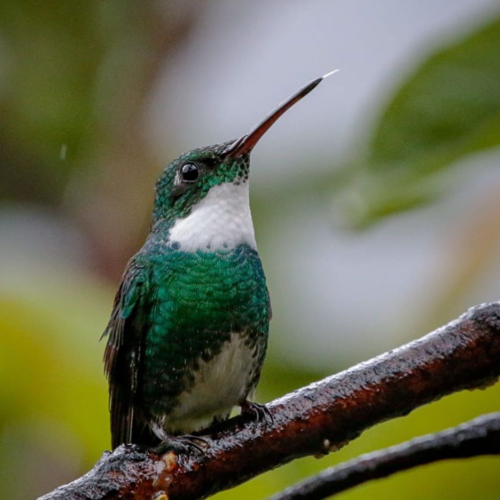 20 Days, Three Ecosystems (Atlantic Forest, Cerrado And Pantanal) And ...