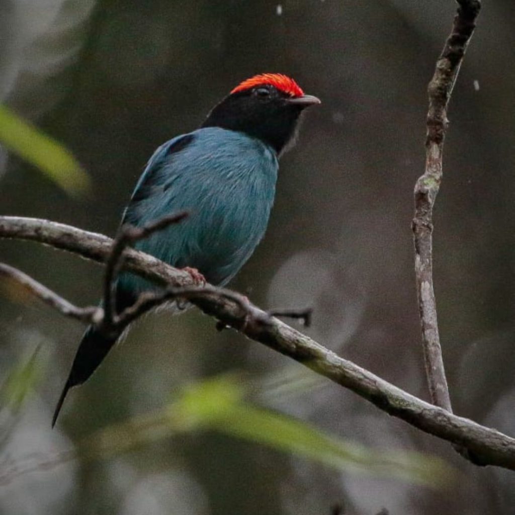 20 Days, Three Ecosystems (Atlantic Forest, Cerrado And Pantanal) And ...