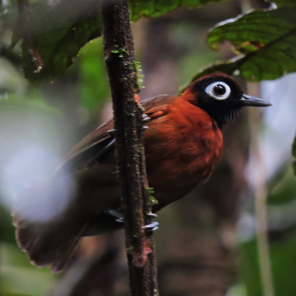 Escape to the Amazon Jungle, Mitú - Manakin Nature Tours - Birding Tour ...