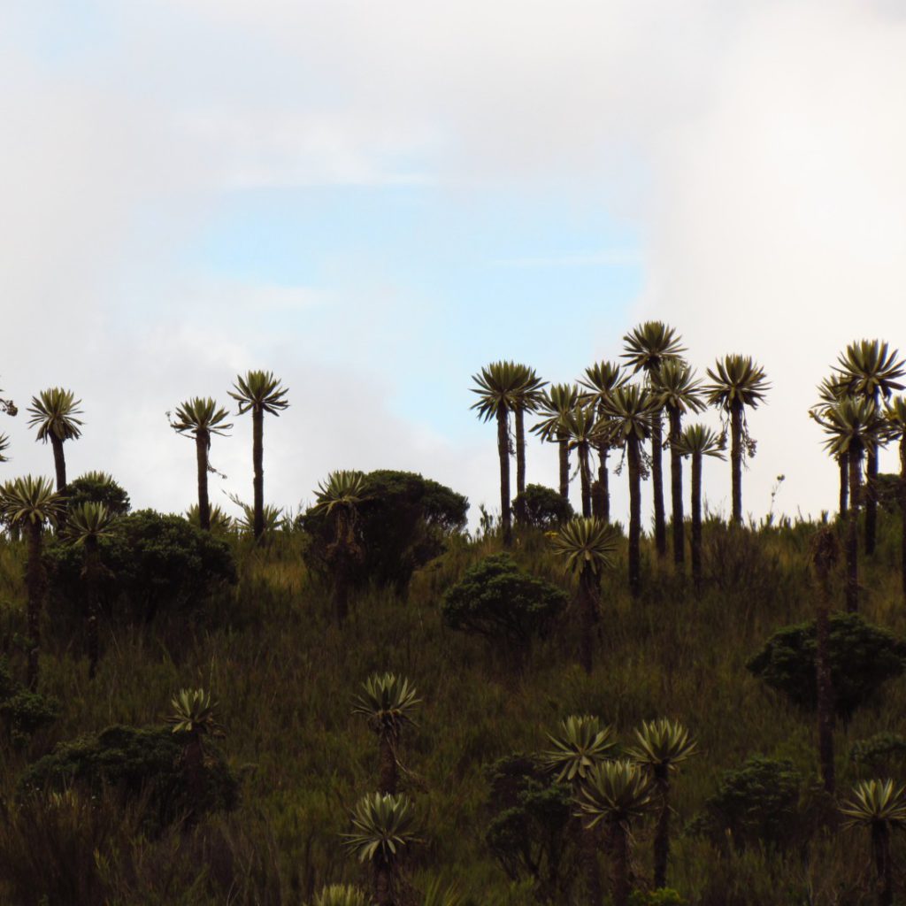 Immersion in the three Colombian mountain ranges in 2024! - Manakin ...