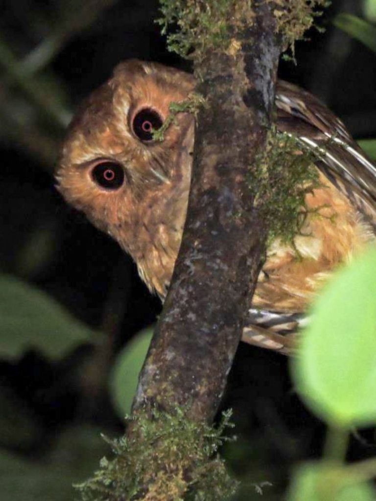 The Owls of Colombia - International Owl Awareness Day - Manakin Nature ...