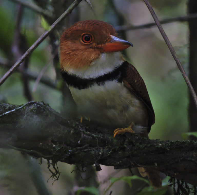 Birding Colombia - Manakin Nature Tours - Birdwatching and Wildlife Tours