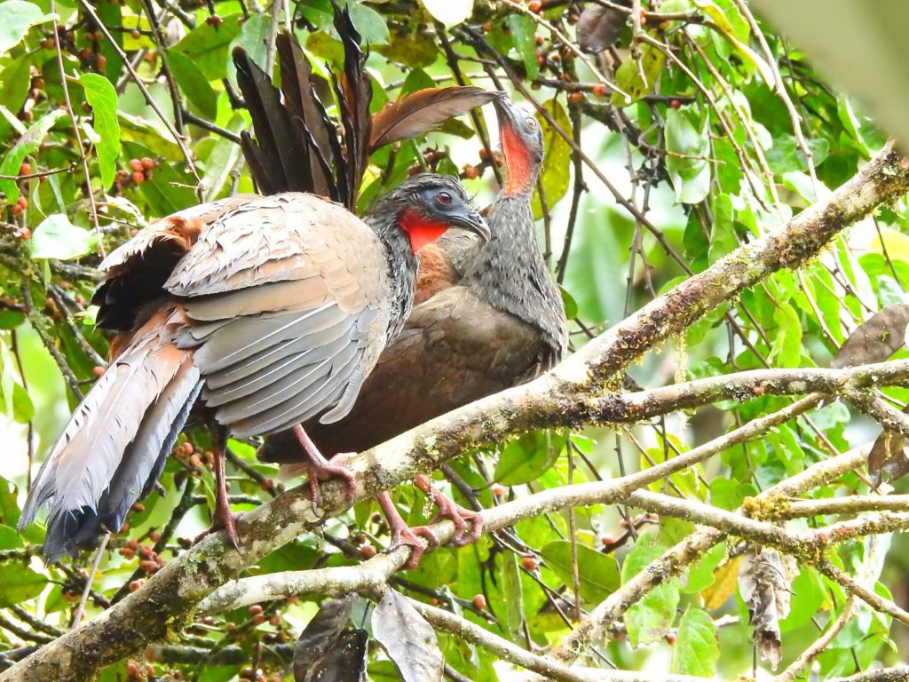 7 DAYS WITH 352 SPECIES BIRDING IN CENTRAL ANDES COLOMBIA - Manakin Nature Tours