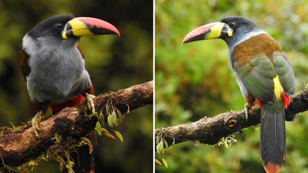 7 DAYS WITH 352 SPECIES BIRDING IN CENTRAL ANDES COLOMBIA - Manakin Nature Tours
