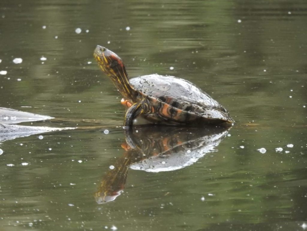 Central and Eastern Andes - a jewel for biodiversity - Manakin Nature Tours
