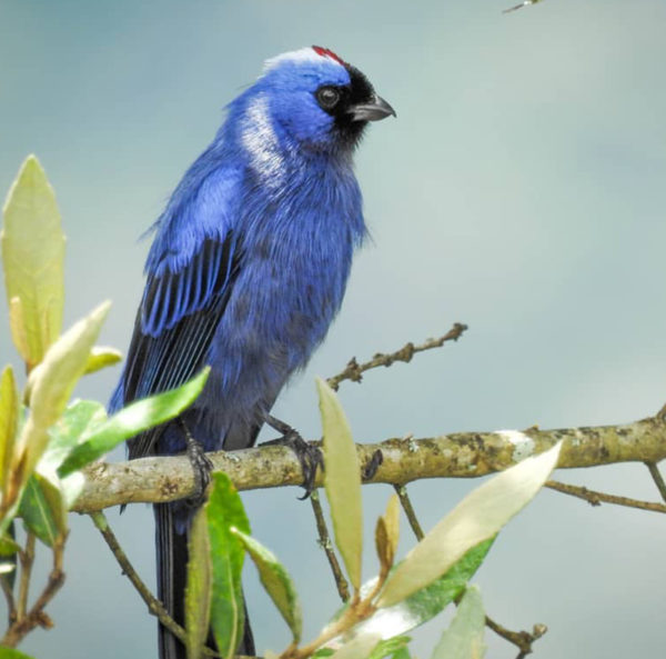 Brazilian Atlantic Forest - From Rio de Janeiro to Santa Catarina ...