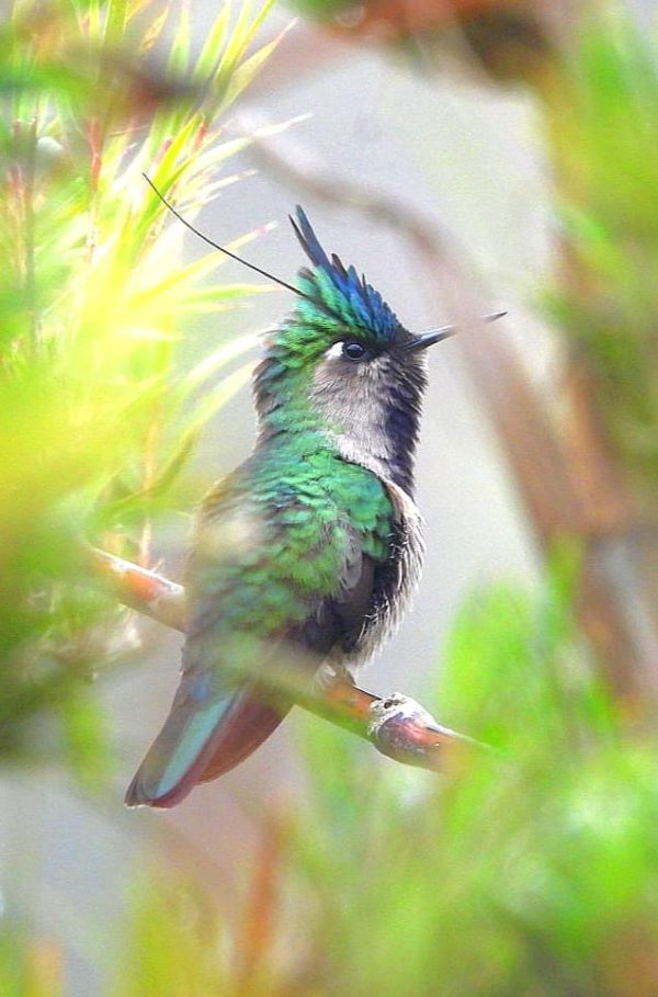 TRIP REPORT - BRAZIL "Land of Biodiversity" - Manakin Nature Tours