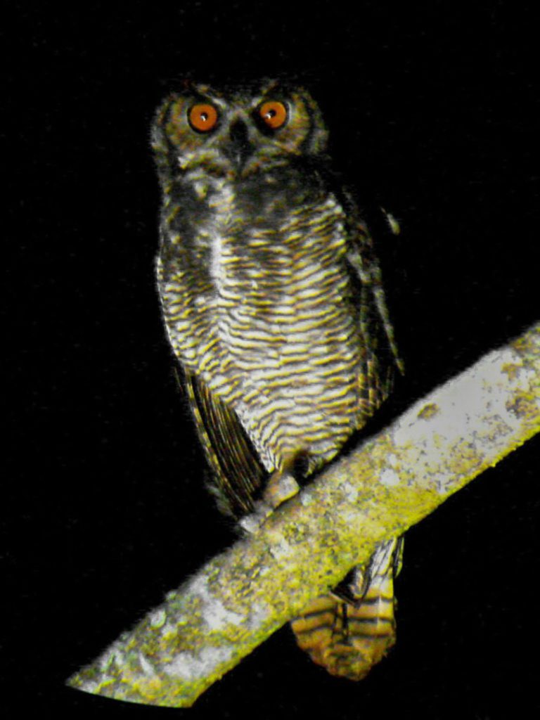 The Owls of Colombia - International Owl Awareness Day - Manakin Nature ...