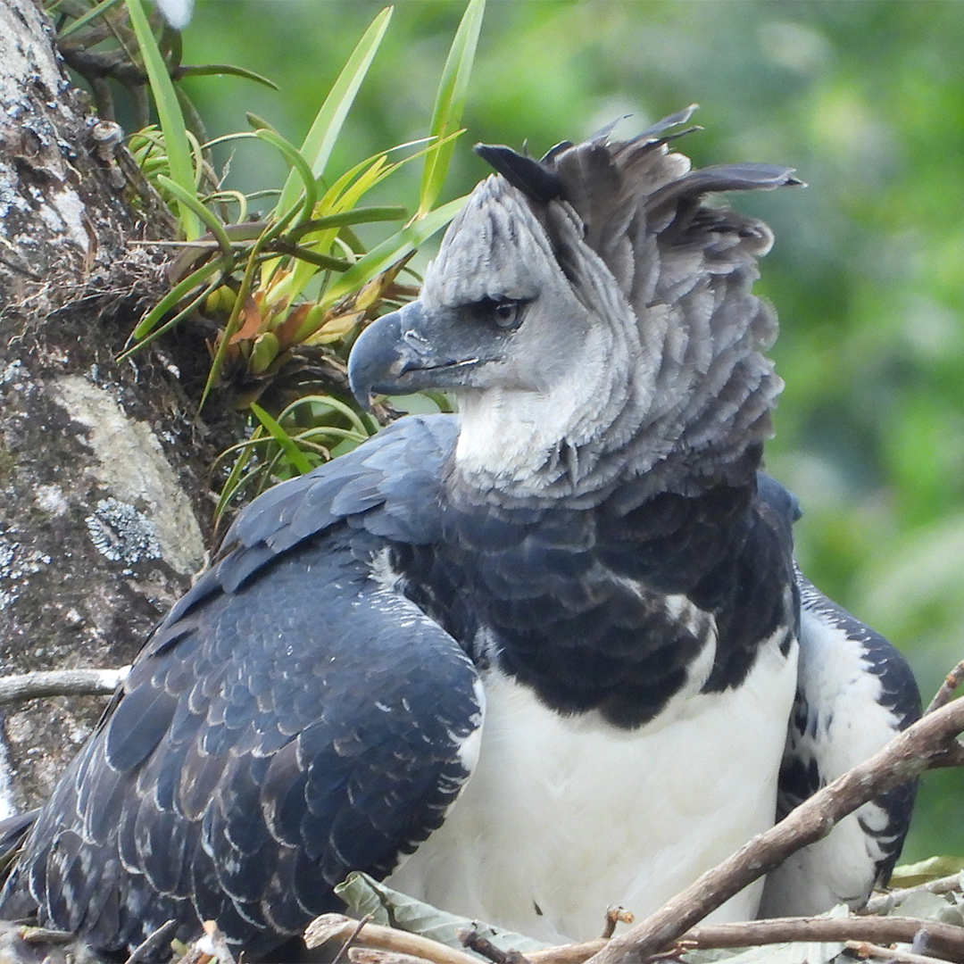 HELP US SAVE the Harpy Eagle in Colombia - The largest raptor in the ...