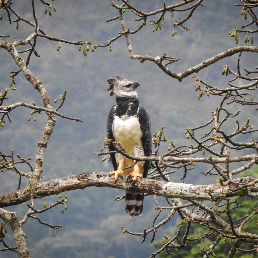 HELP US SAVE the Harpy Eagle in Colombia - The largest raptor in the ...