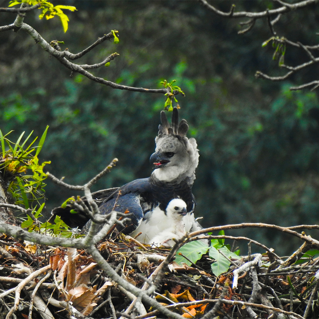 HELP US SAVE the Harpy Eagle in Colombia - The largest raptor in the ...