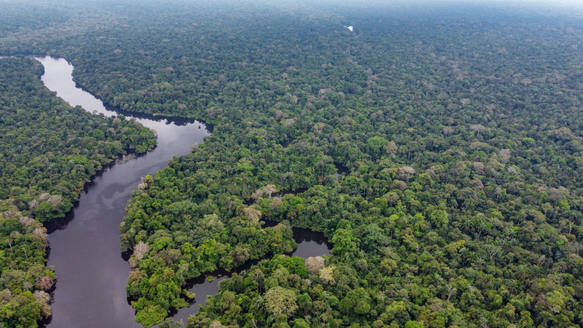 Inírida - This is one of the newest world-class birding destinations in ...