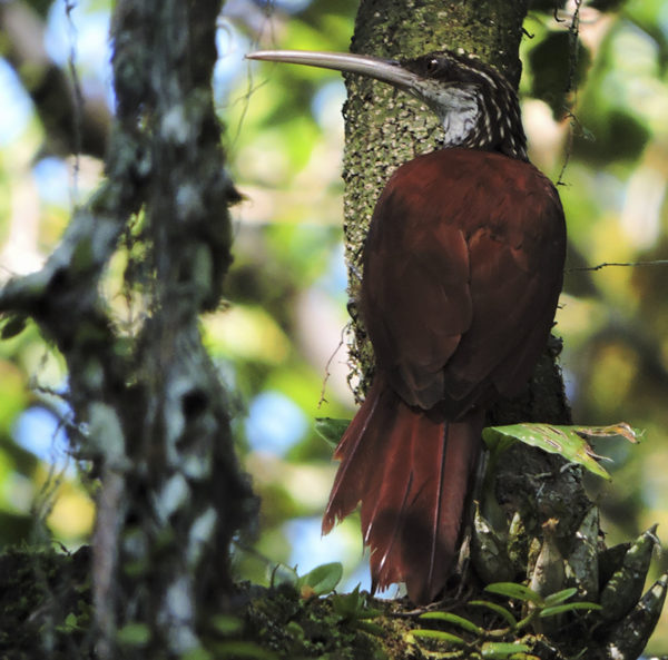 Escape to the Orinoco River Basin - Manakin Nature Tours - Birding and ...