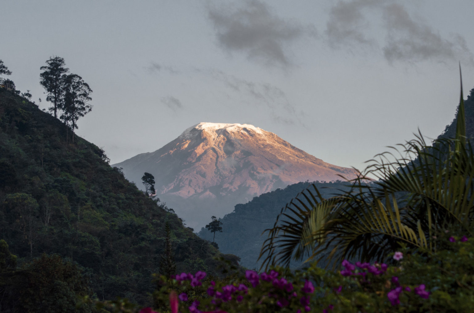 Immersion in the three Colombian mountain ranges in 2024! - Manakin ...