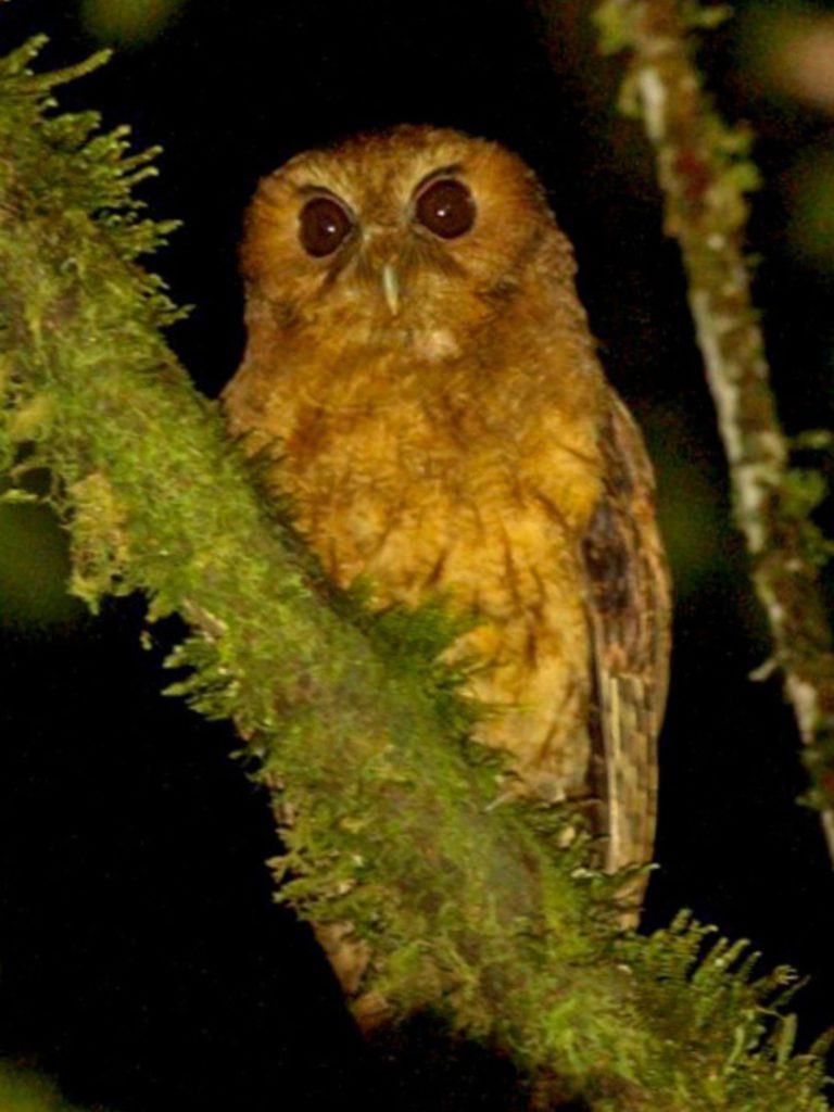 The Owls of Colombia - International Owl Awareness Day - Manakin Nature ...