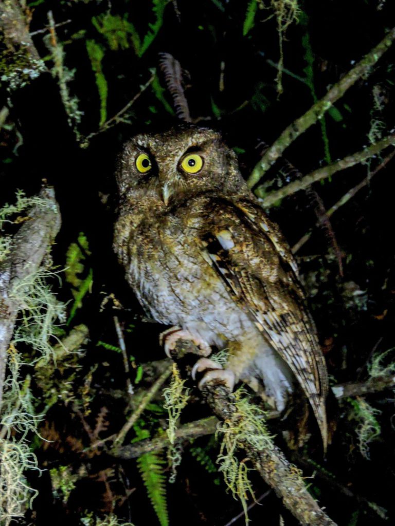 The Owls of Colombia - International Owl Awareness Day - Manakin Nature ...