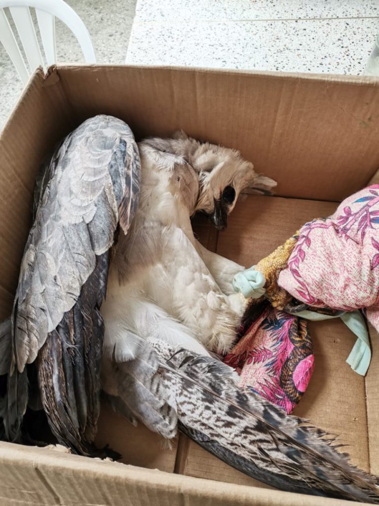 HELP US SAVE the Harpy Eagle in Colombia - The largest raptor in the ...