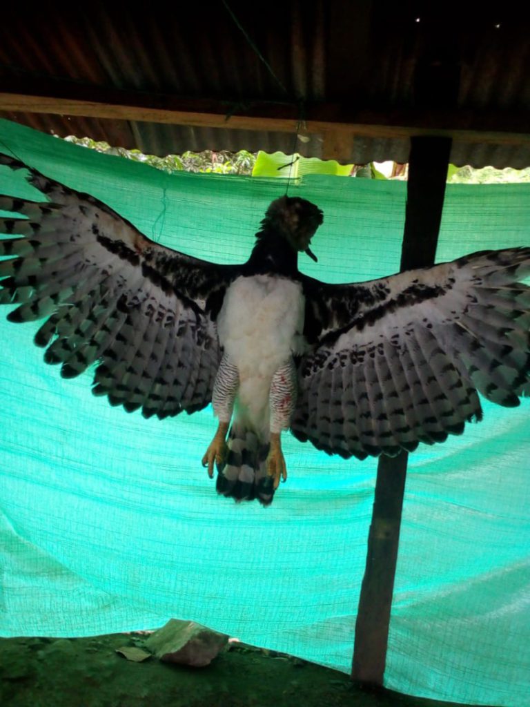 HELP US SAVE the Harpy Eagle in Colombia - The largest raptor in the ...