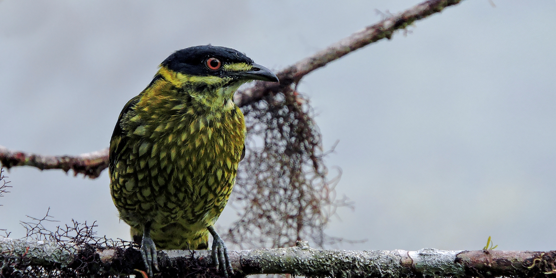 Birding Colombia - Manakin Nature Tours - Birdwatching and Wildlife Tours