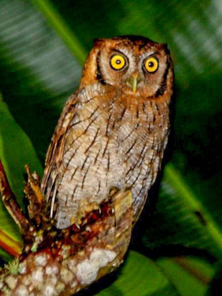The Owls of Colombia - International Owl Awareness Day - Manakin Nature ...
