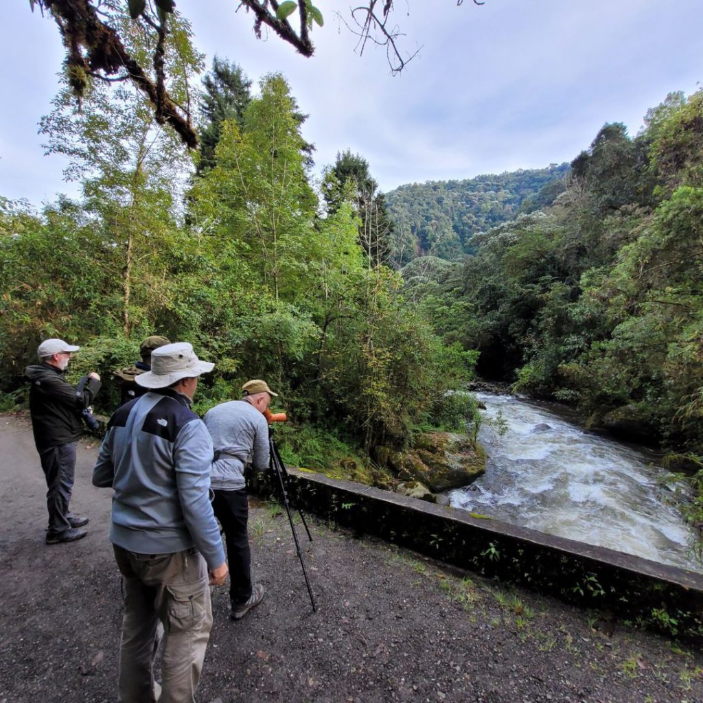 Western and Central Colombian Andes - Trip Report - Manakin Nature Tours