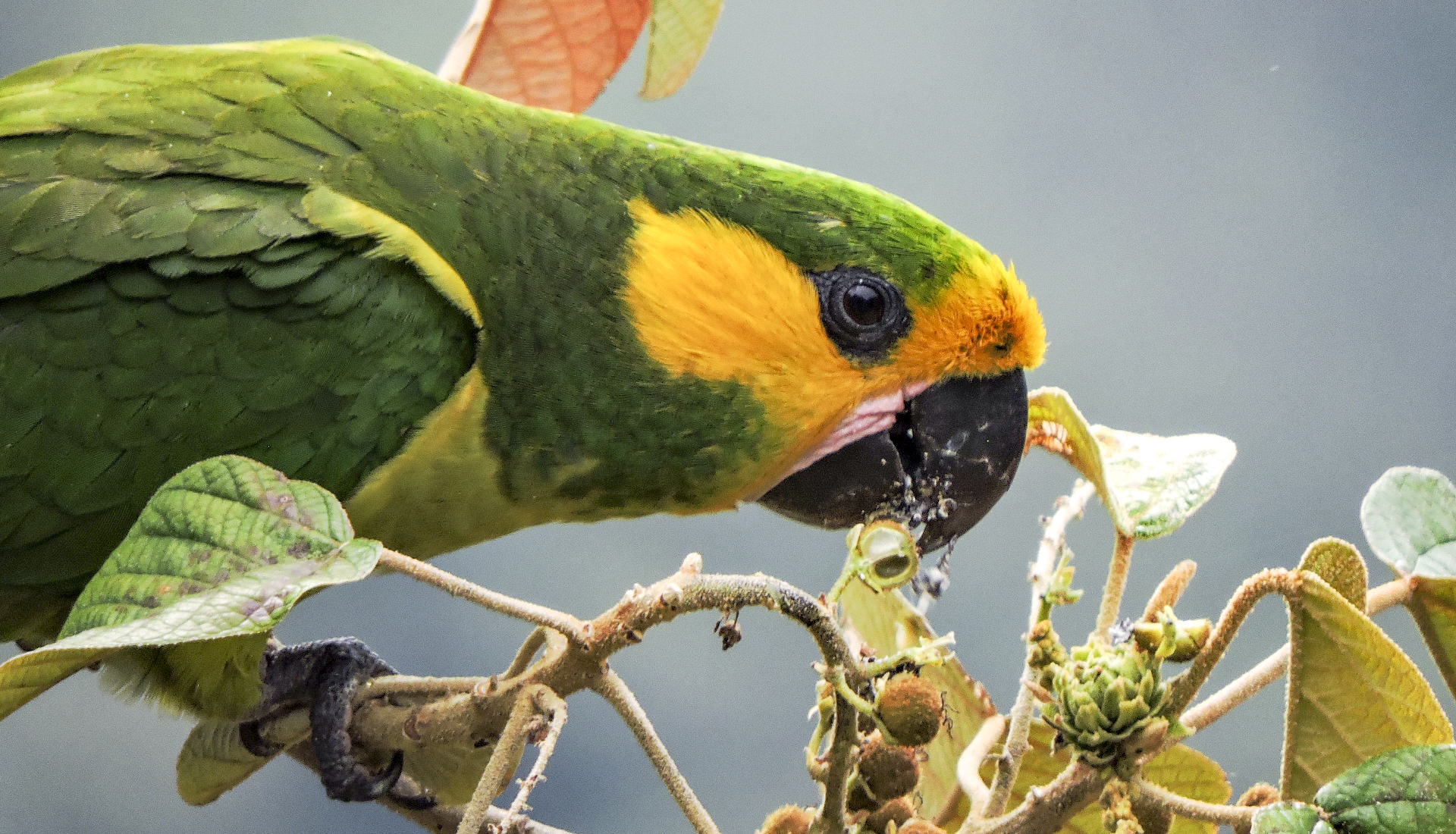 Birding Colombia - Manakin Nature Tours - Birdwatching and Wildlife Tours
