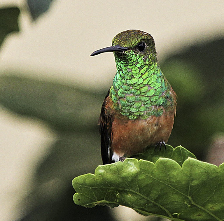 Escape to the Eastern Andes - Manakin Nature Tours