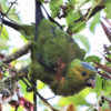 Colombia Endemic 1 - Andes & Choco - Manakin Nature Tours