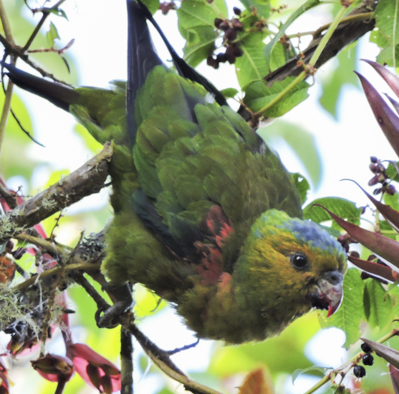 Colombia Endemic 1 - Andes & Choco - Manakin Nature Tours