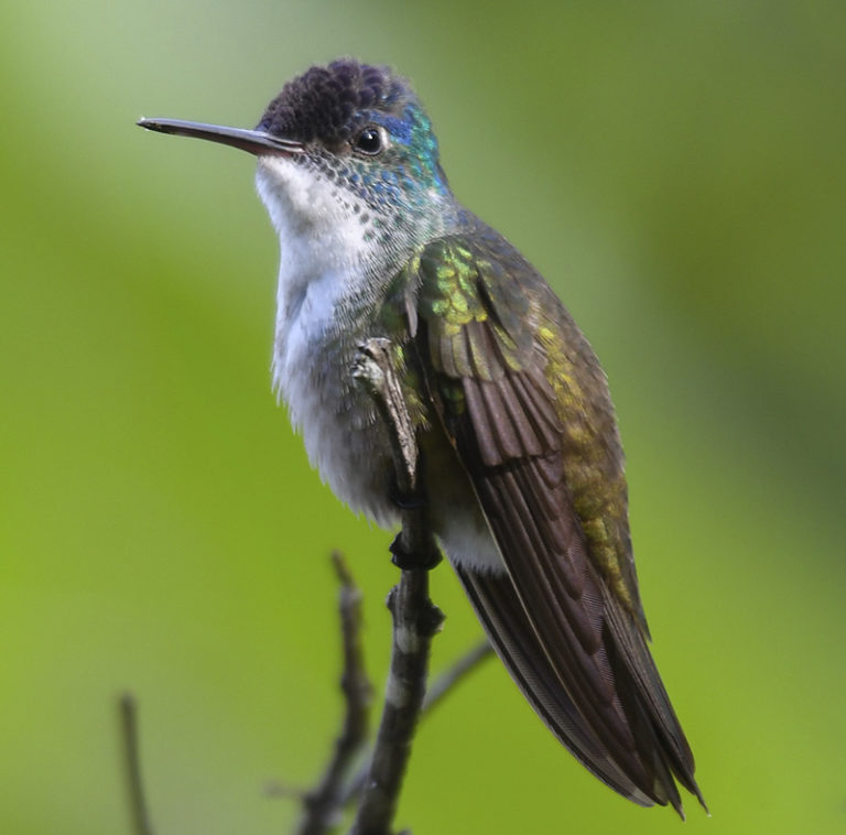 Hummingbirds Tour of Colombia – Andes - Manakin Nature Tours