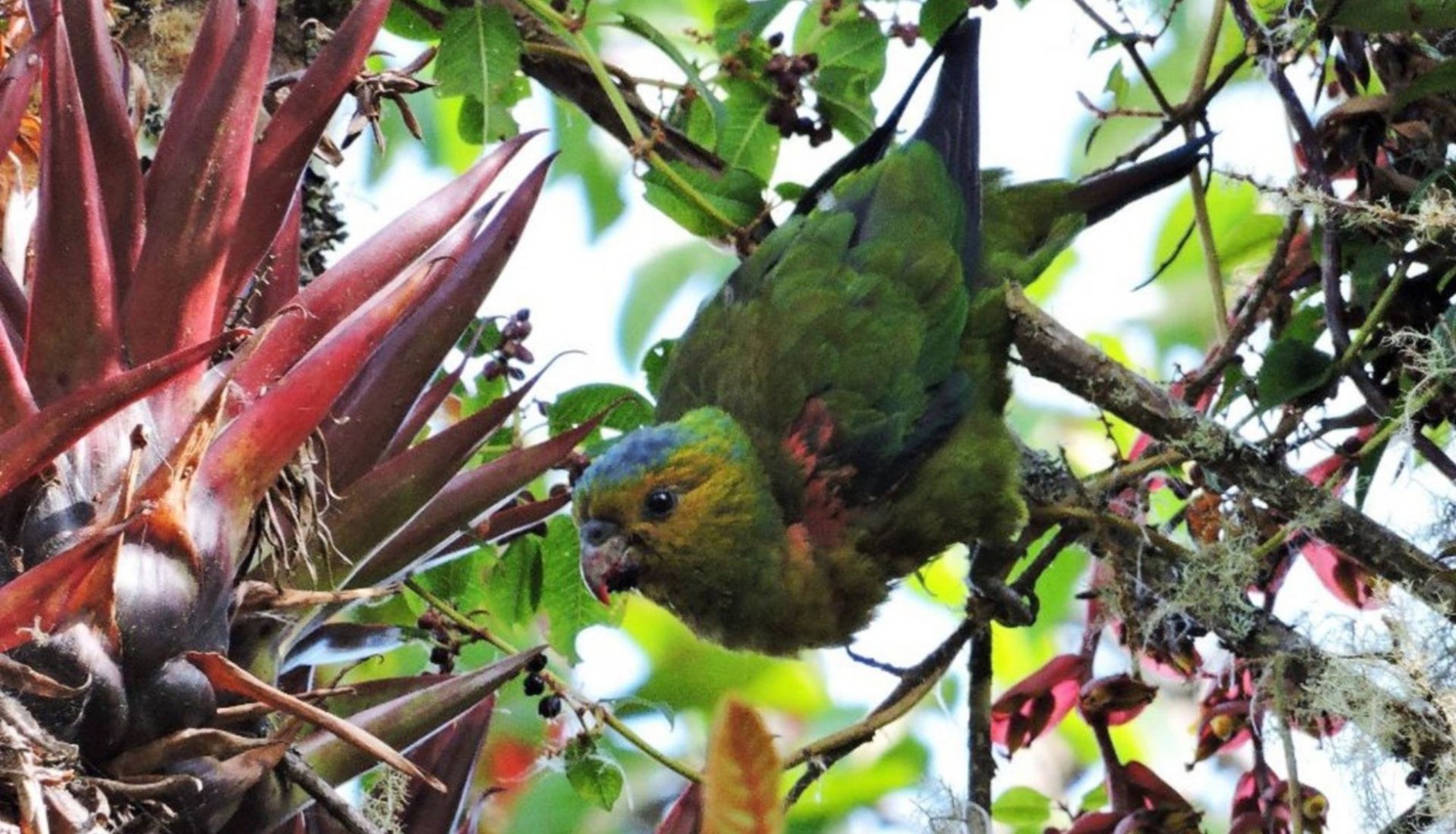 Colombia Endemic – Andes & Choco - Manakin Nature Tours