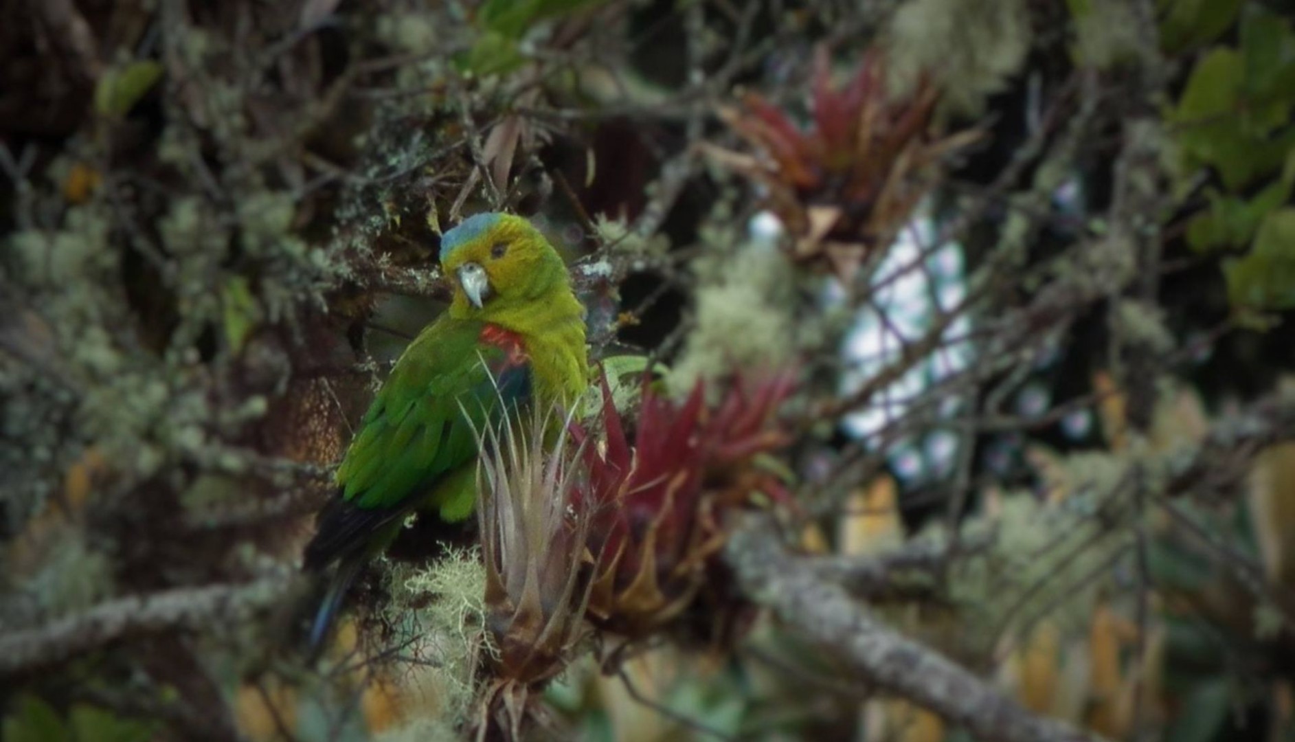Colombia Endemic – Andes & Choco - Manakin Nature Tours
