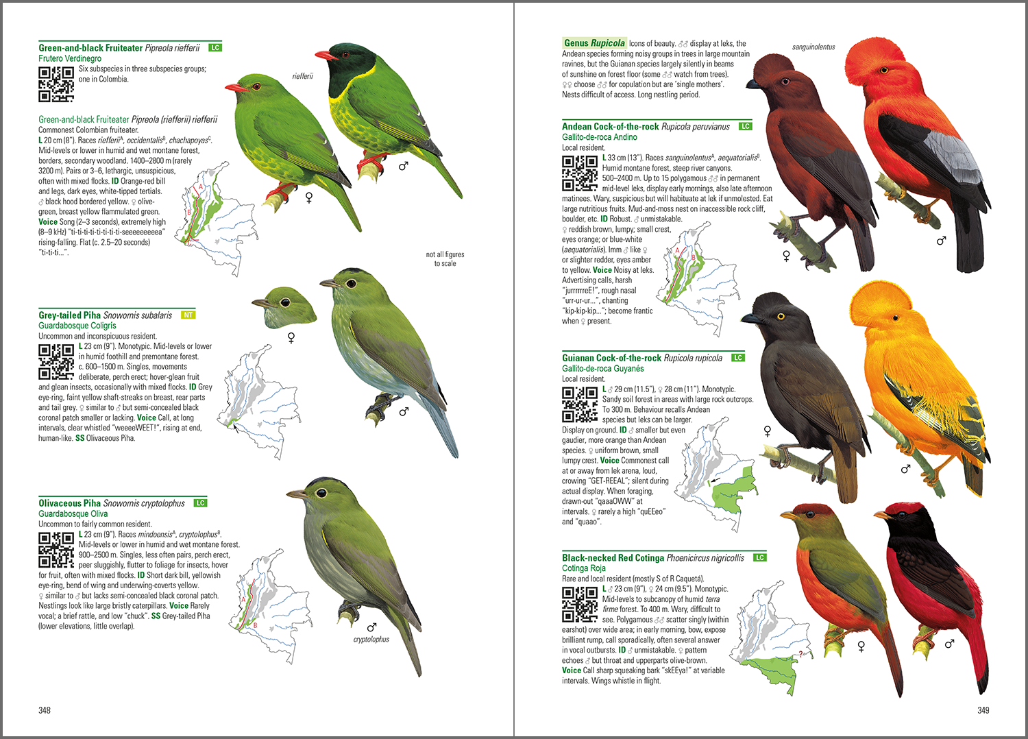 Steven Hilty - Birds Of Colombia - Manakin Nature Tours