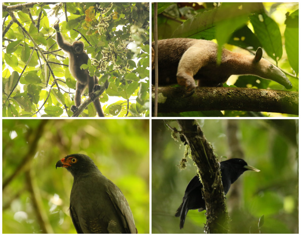 10 days into the unexplored Guainia - Manakin Nature Tours