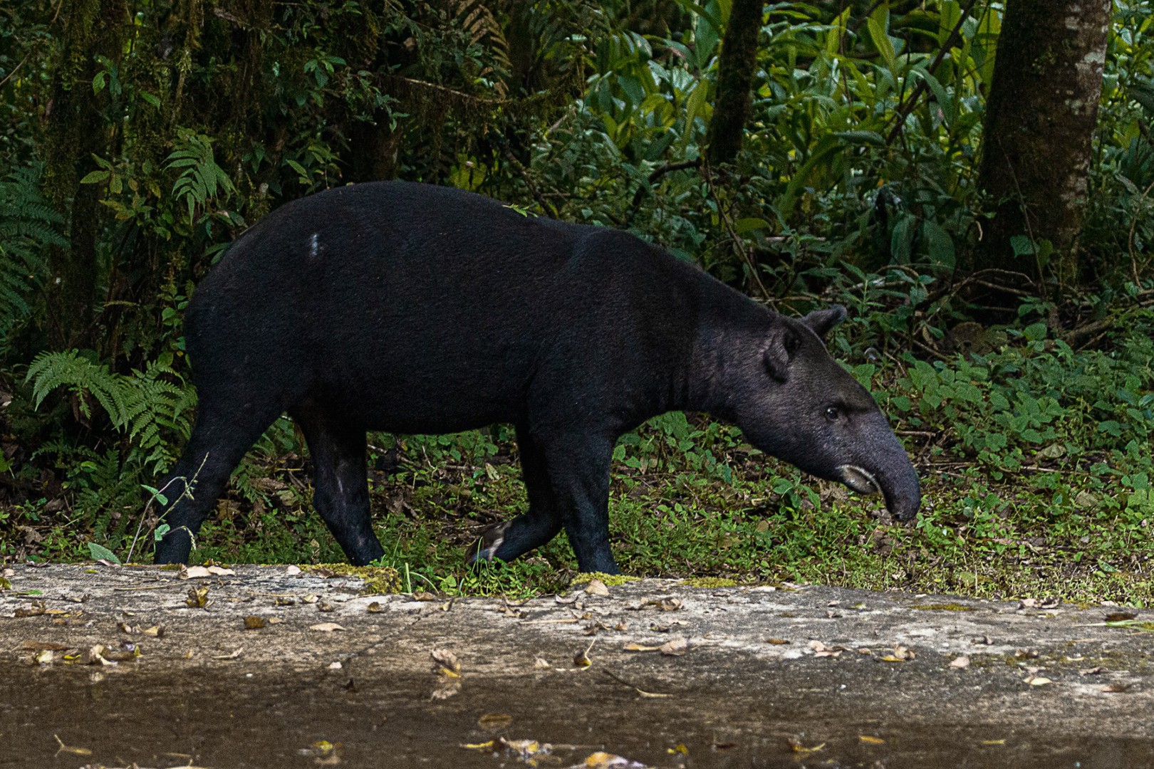 Tapir of Colombia – World Tapir Day 2021 - Manakin Nature Tours