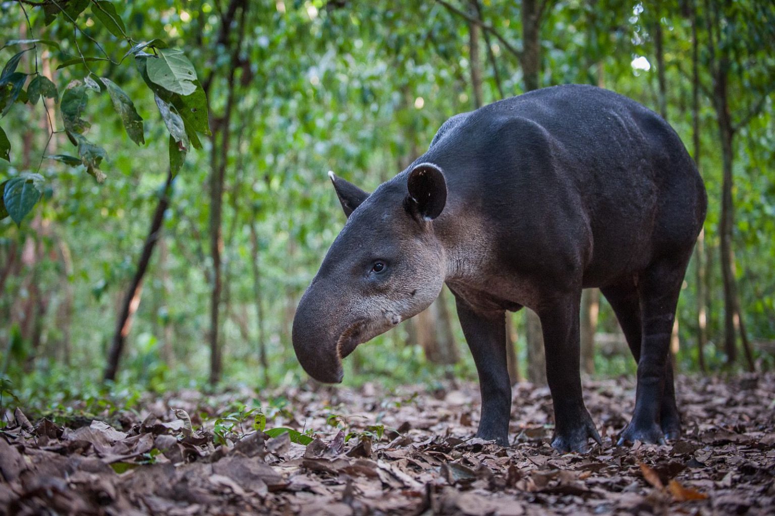 Tapir of Colombia – World Tapir Day 2021 - Manakin Nature Tours