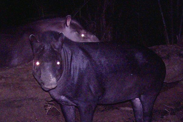 Tapir of Colombia – World Tapir Day 2021 - Manakin Nature Tours